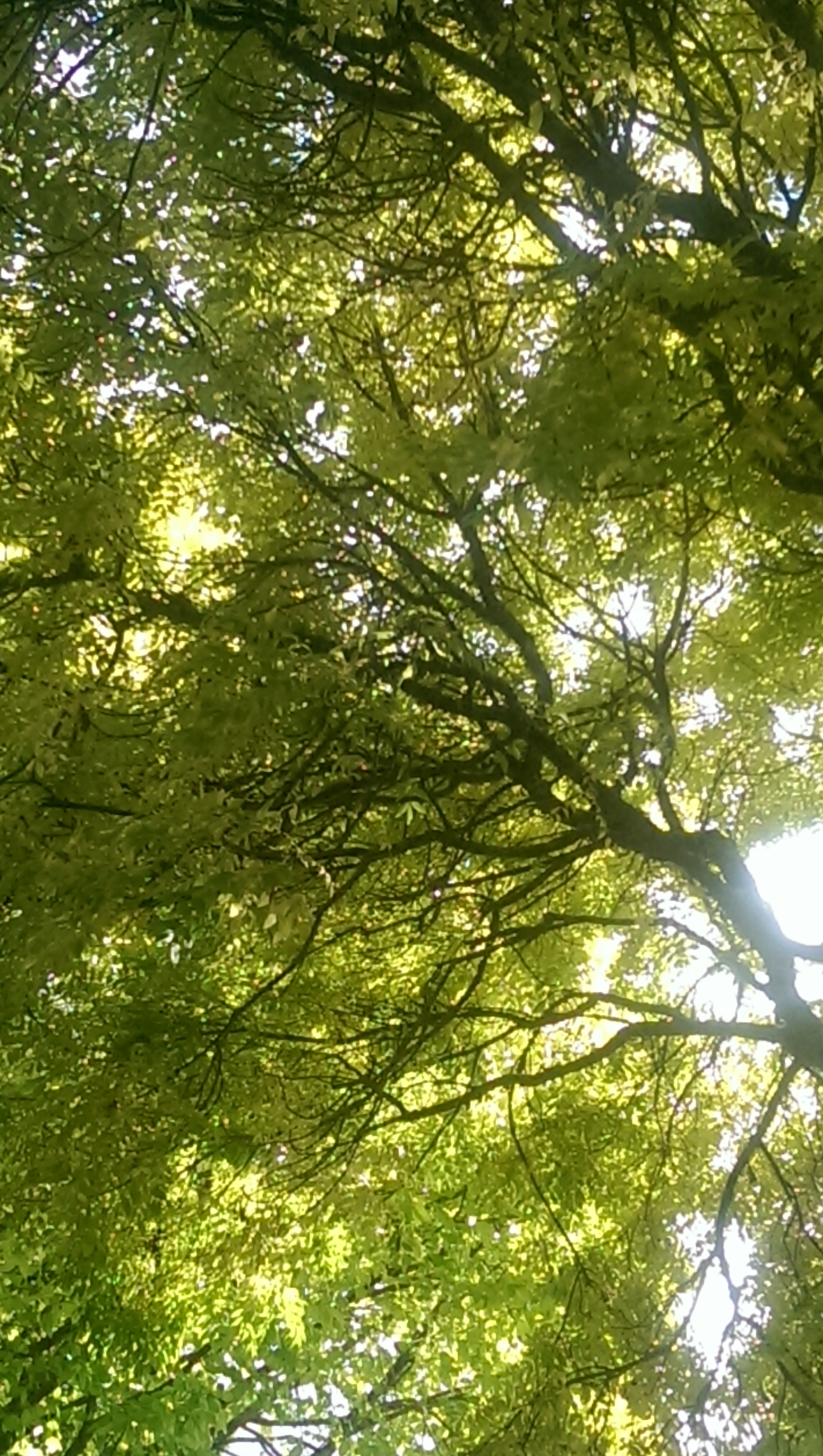 A Poem: Bird on a Wire – Living Tree Poetry