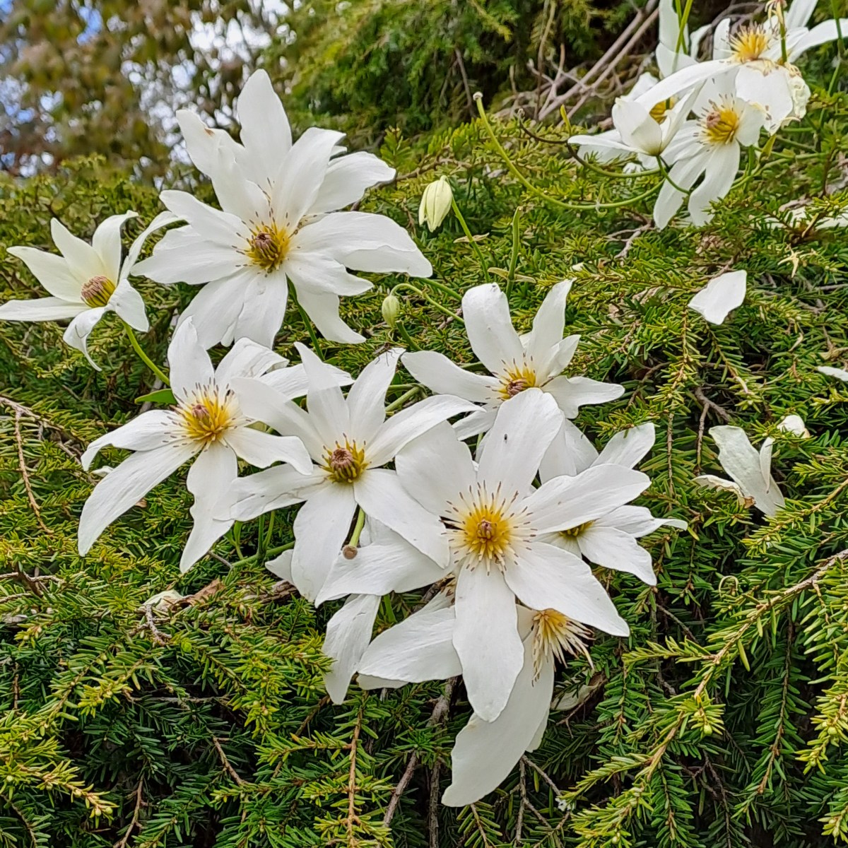 A Poem: In the Heart – Living Tree Poetry