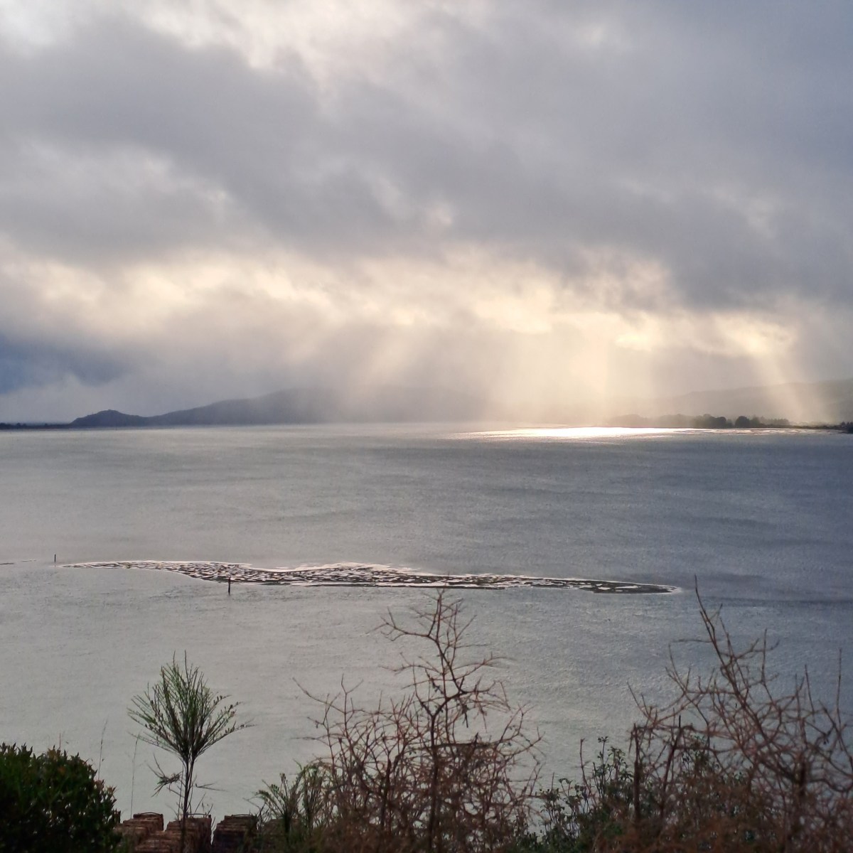 A Poem: Heart Strings – Living Tree Poetry