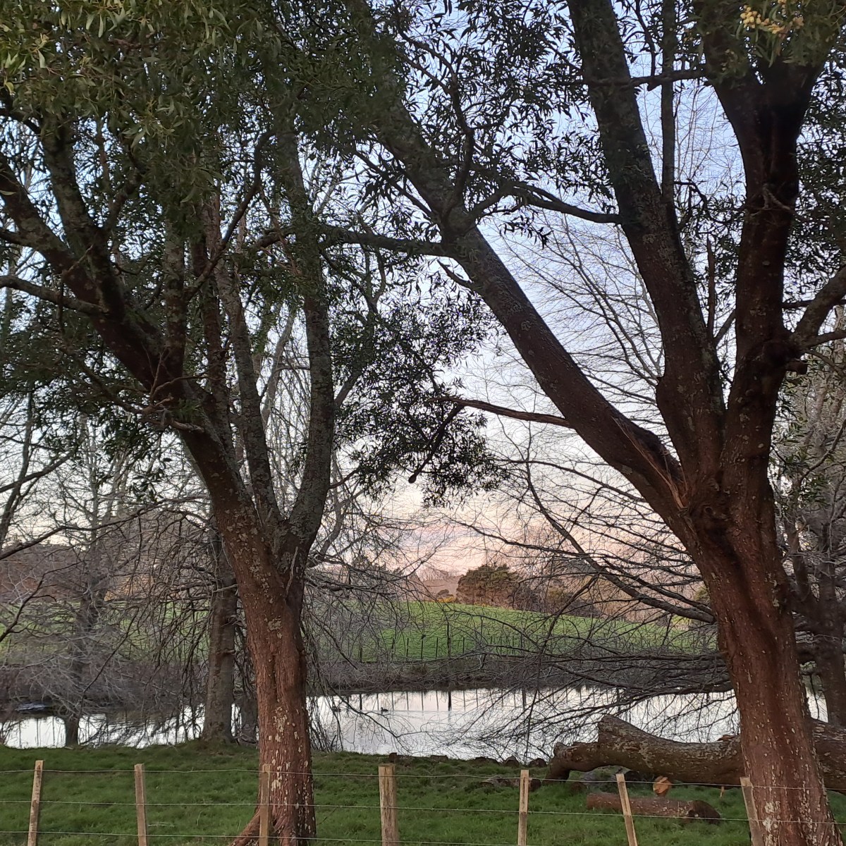 A Poem: Yielding – Living Tree Poetry