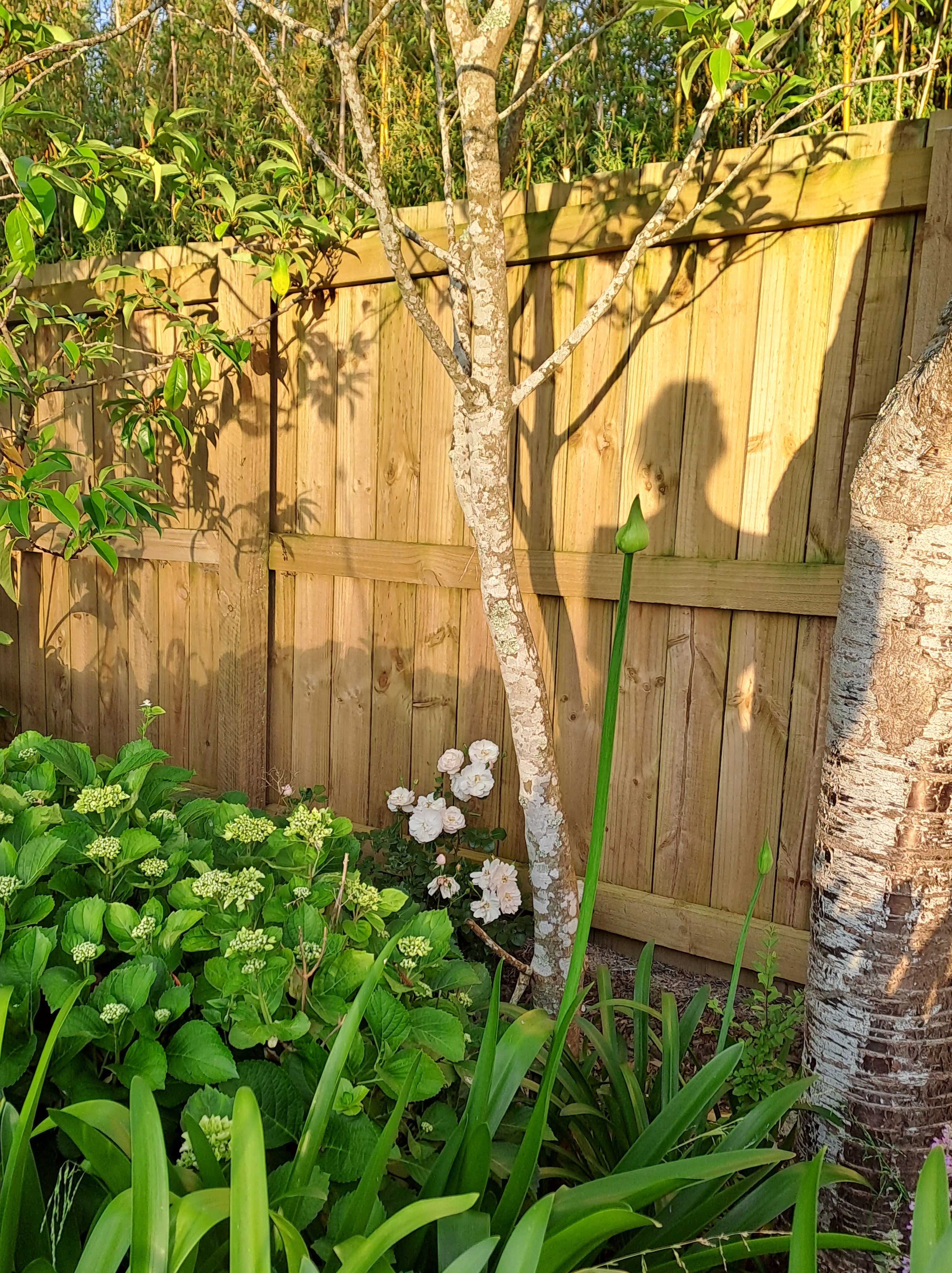 A Poem: Not Lonely – Living Tree Poetry